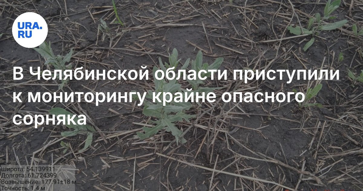 В Челябинской области приступили к мониторингу крайне опасного сорняка ...