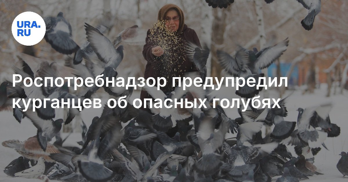 Курганцам рассказали, почему нельзя кормить голубей