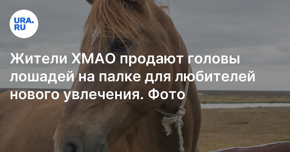 Хоббихорсинг ХМАО: где купить лошадиную голову на палке: фото