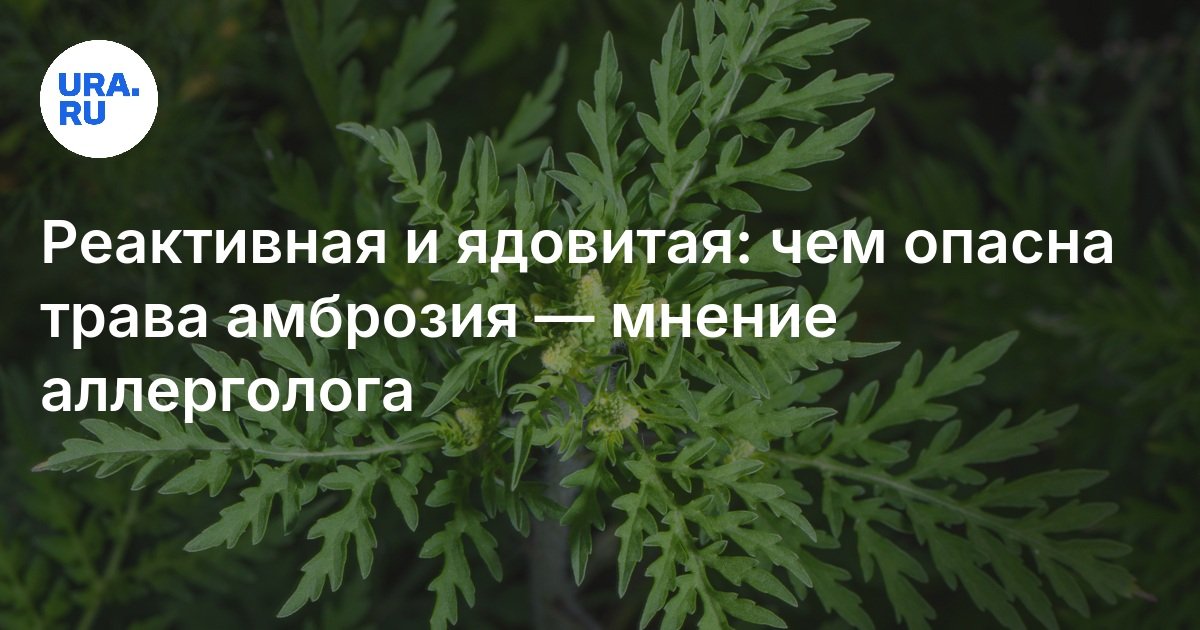 Сорняк амброзия: чем опасен, аллергия, почему появляется, где растет ...