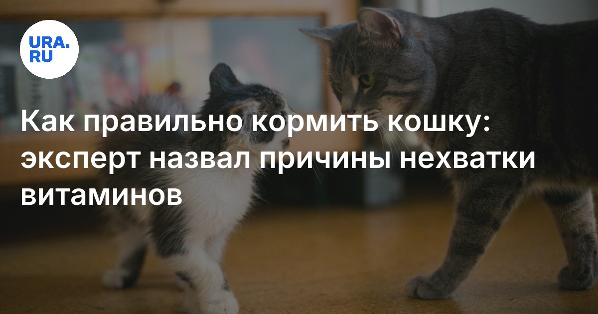 Корм для кошки: как правильно кормить, рацион, натуральное питание ...
