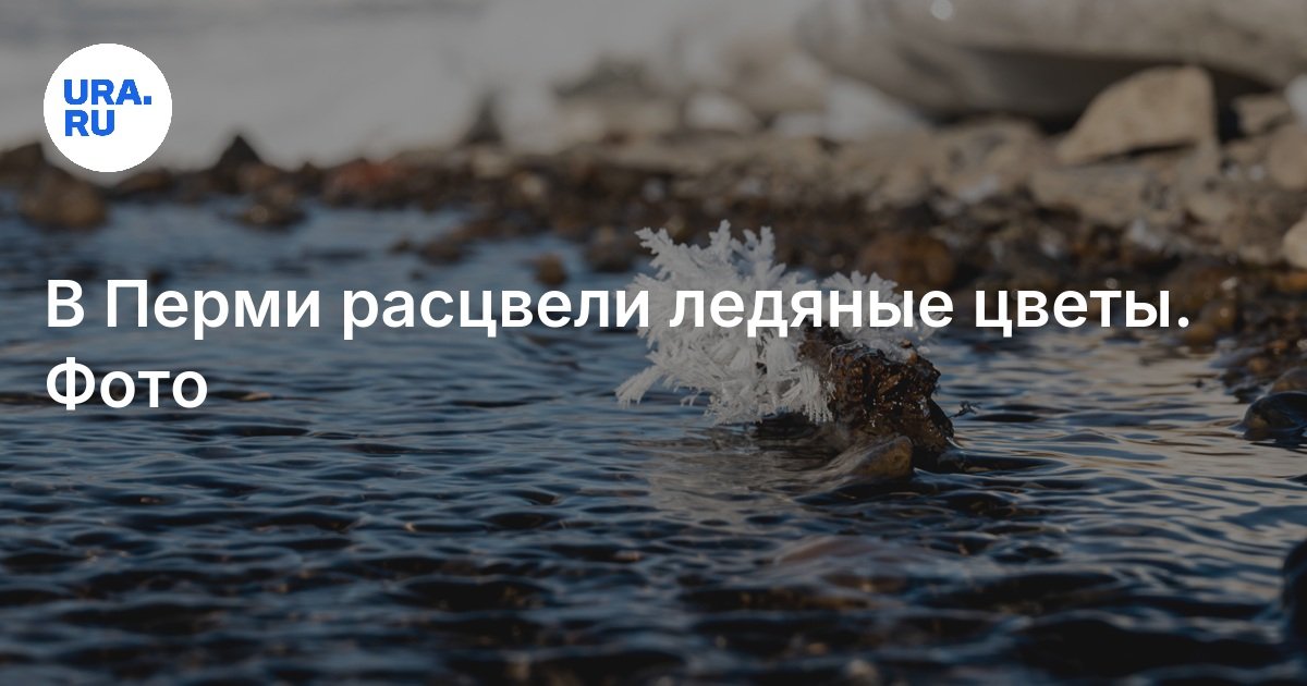 Ледяные цветы расцвели в Перми фото