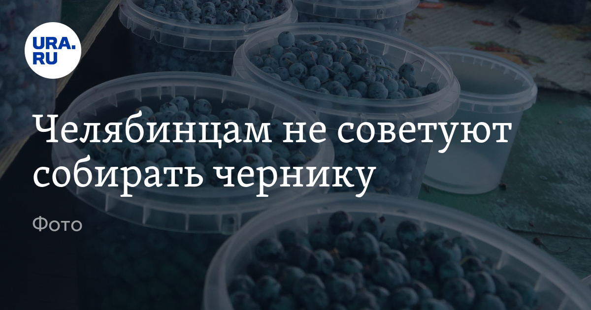 Челябинцам не советуют собирать чернику. Фото