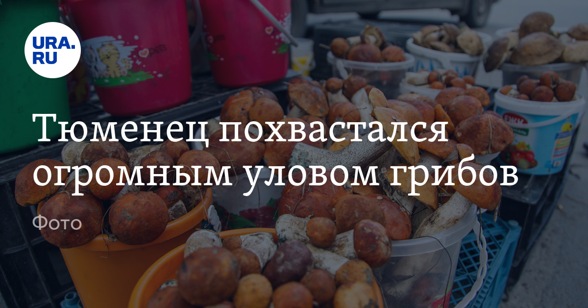 Грибник собрал в Тюменской области 14 ведер с грибами