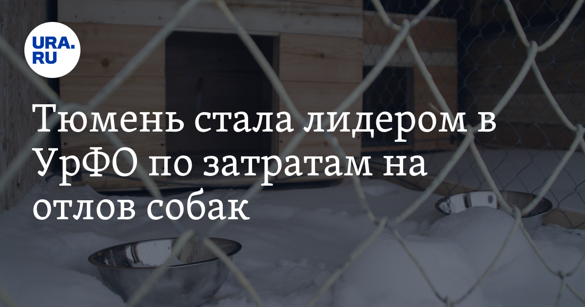 Отлов собак в Тюмени город оказался лидером по затратам среди других