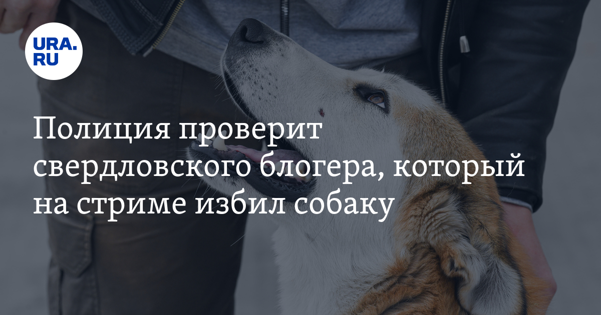 Полиция проверит свердловского блогера который на стриме избил собаку