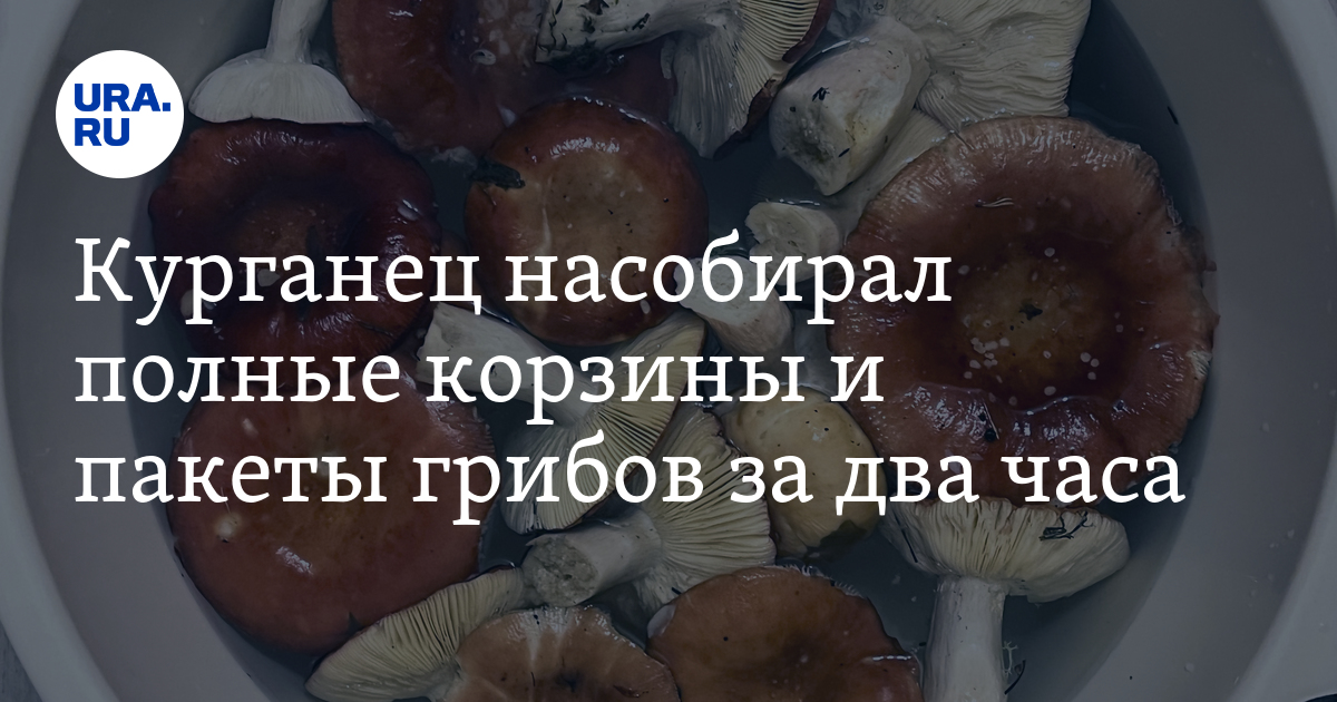 Житель Шадринска насобирал две корзины, ведро и четыре пакета грибов за ...