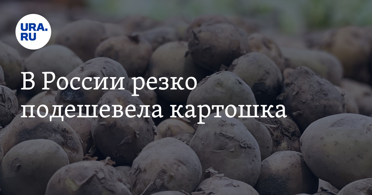 Стоимость картофеля в РФ: аграрии снижают цену из-за высокого урожая и ...