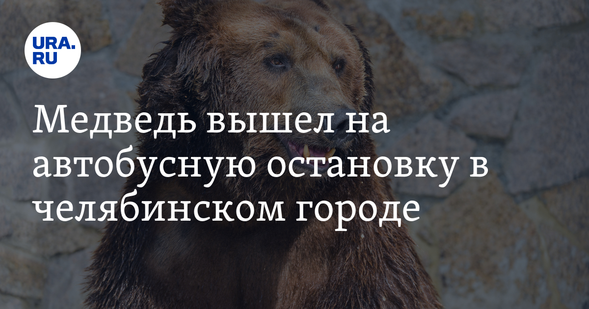 Медведь вышел на автобусную остановку в челябинском городе. Фото, видео