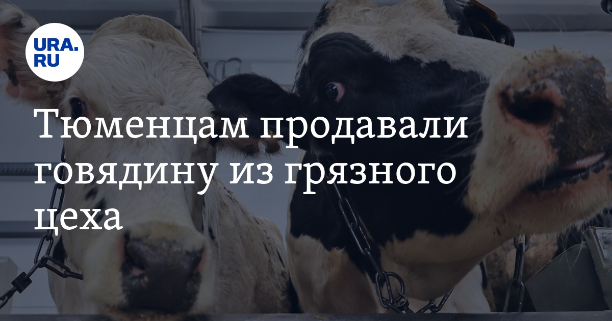 Купить мясо говядины, качество мяса в Тюменской области