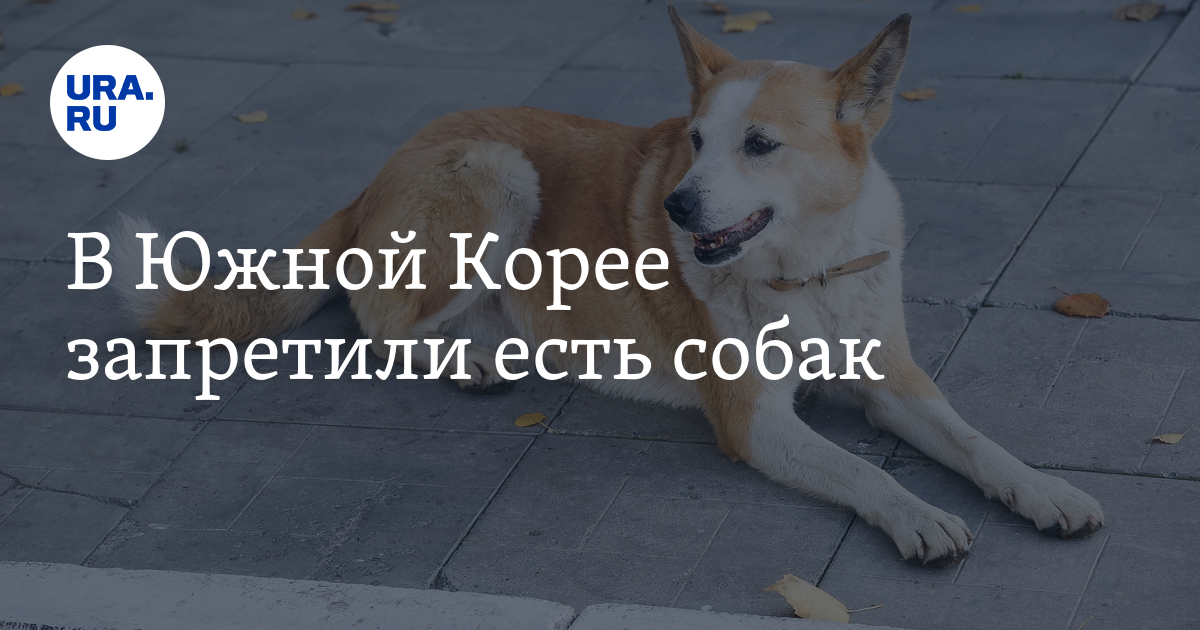В Южной Корее запретили есть собак