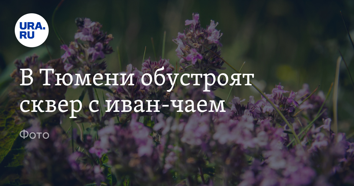 В Тюмени обустроят сквер с иван чаем фото