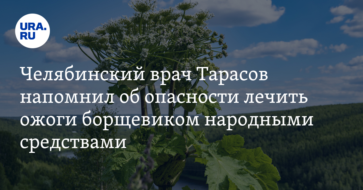 Ожог от борщевика Сосновского: чем лечить - советы врача