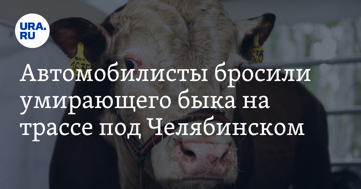 Черный бык погиб в ДТП на дороге между Ашой и Миньяром